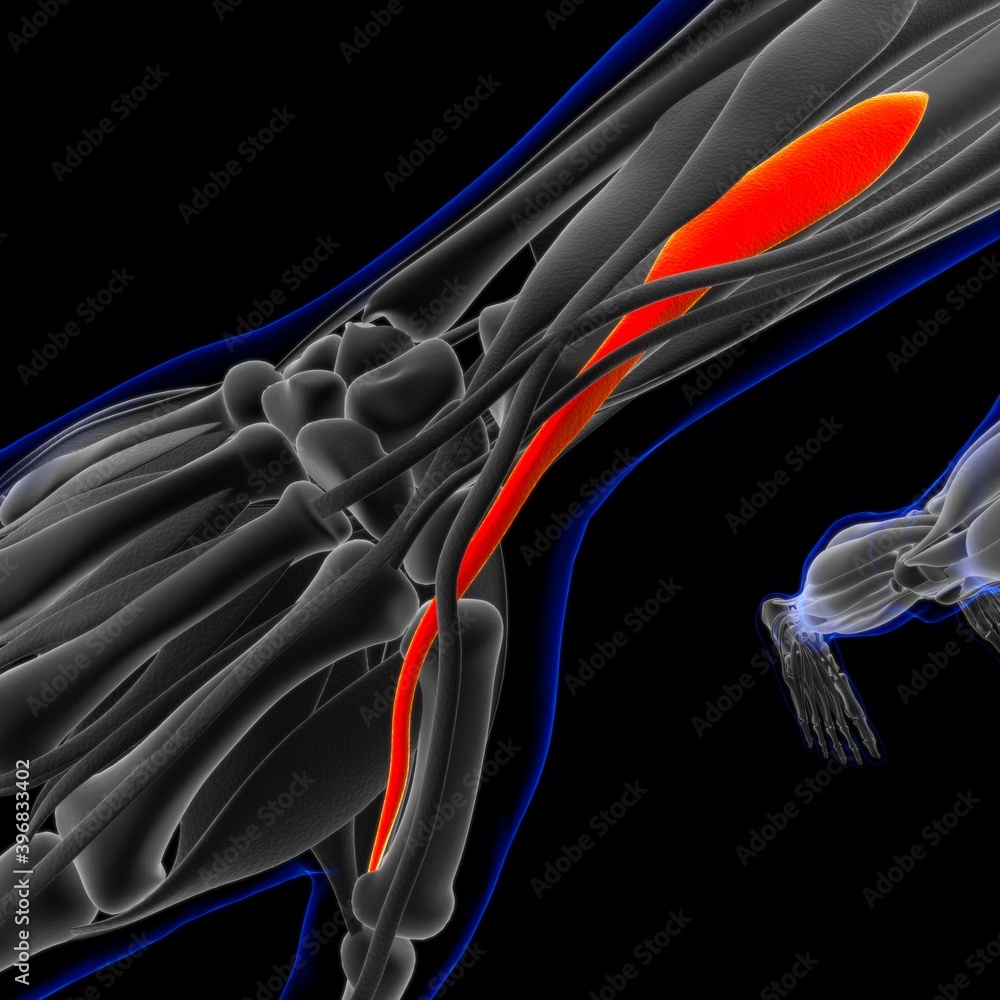 Extensor Pollicis Brevis Muscle Anatomy For Medical Concept 3D ...