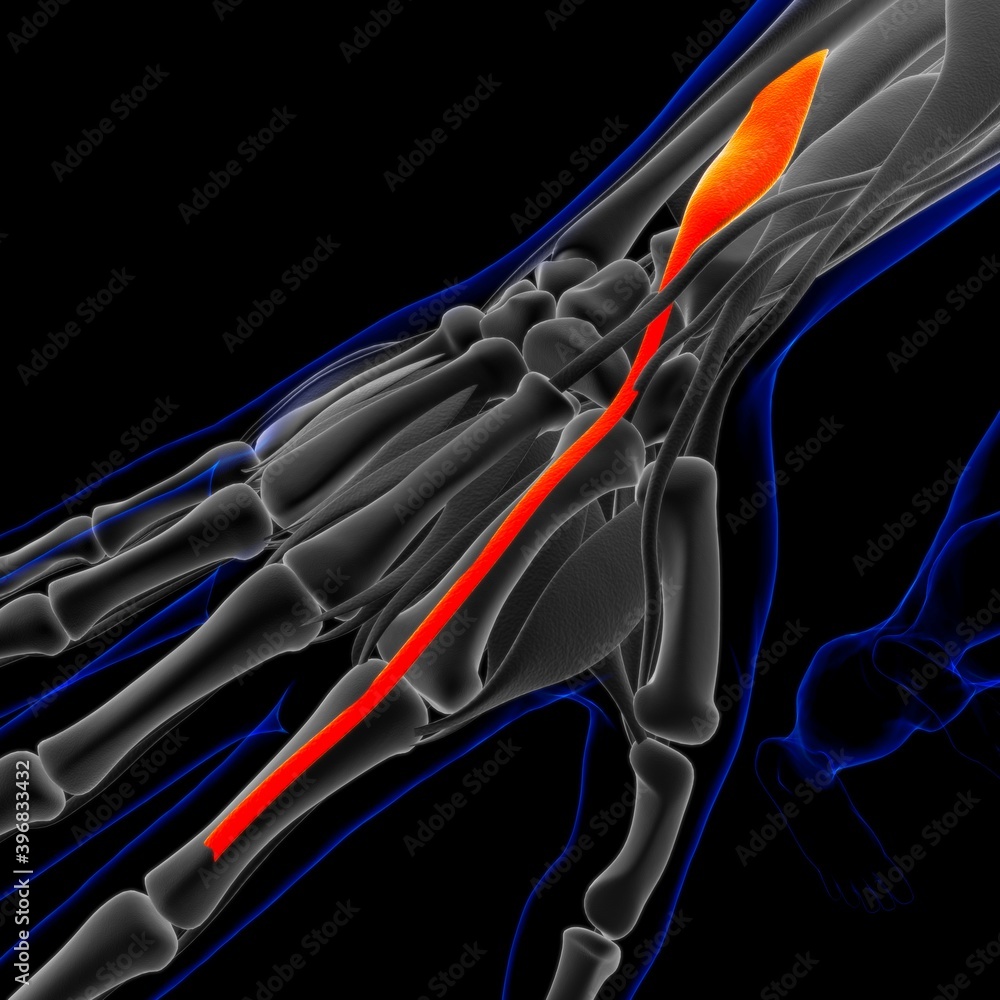 Extensor Indicis Muscle Anatomy For Medical Concept 3D Illustration ...