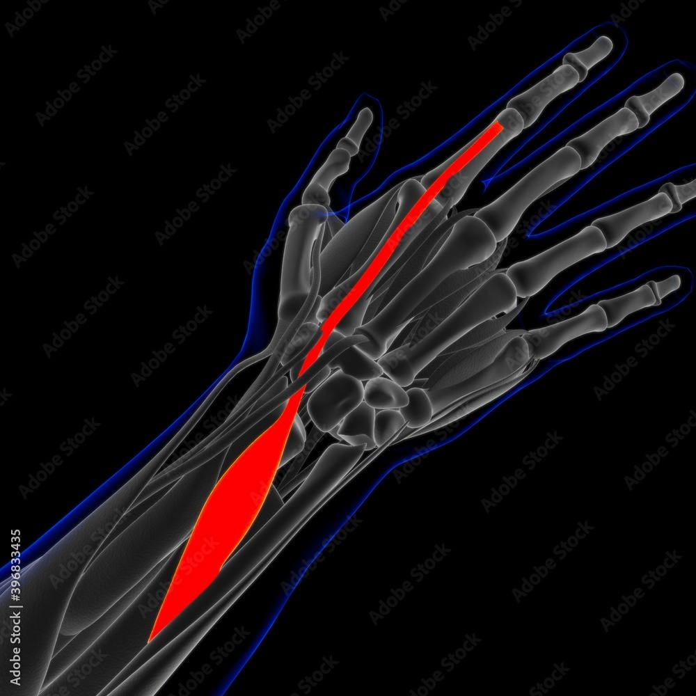 Extensor Indicis Muscle Anatomy For Medical Concept 3D Illustration ...