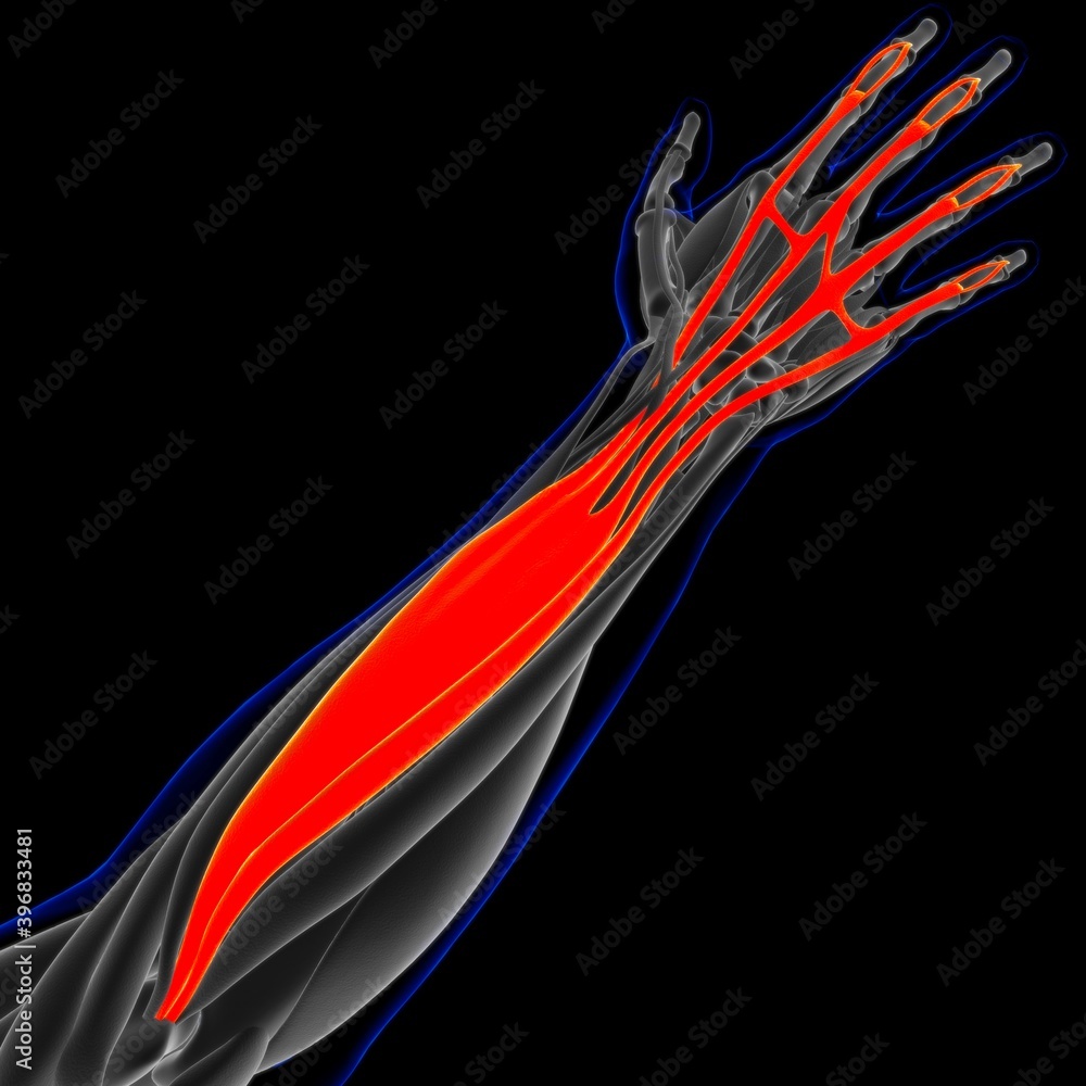 Extensor Digitorum Muscle Anatomy For Medical Concept 3D Illustration ...