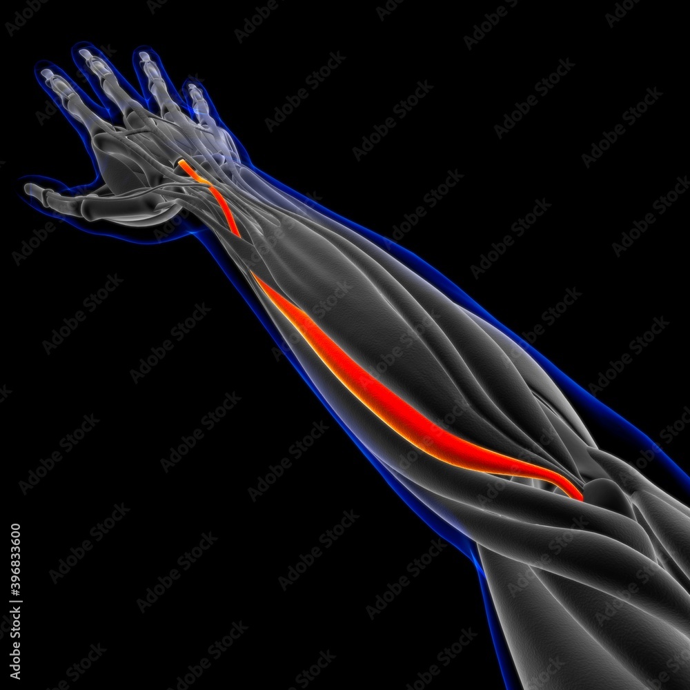 Extensor Carpi Radialis Brevis Muscle Anatomy For Medical Concept 3D ...