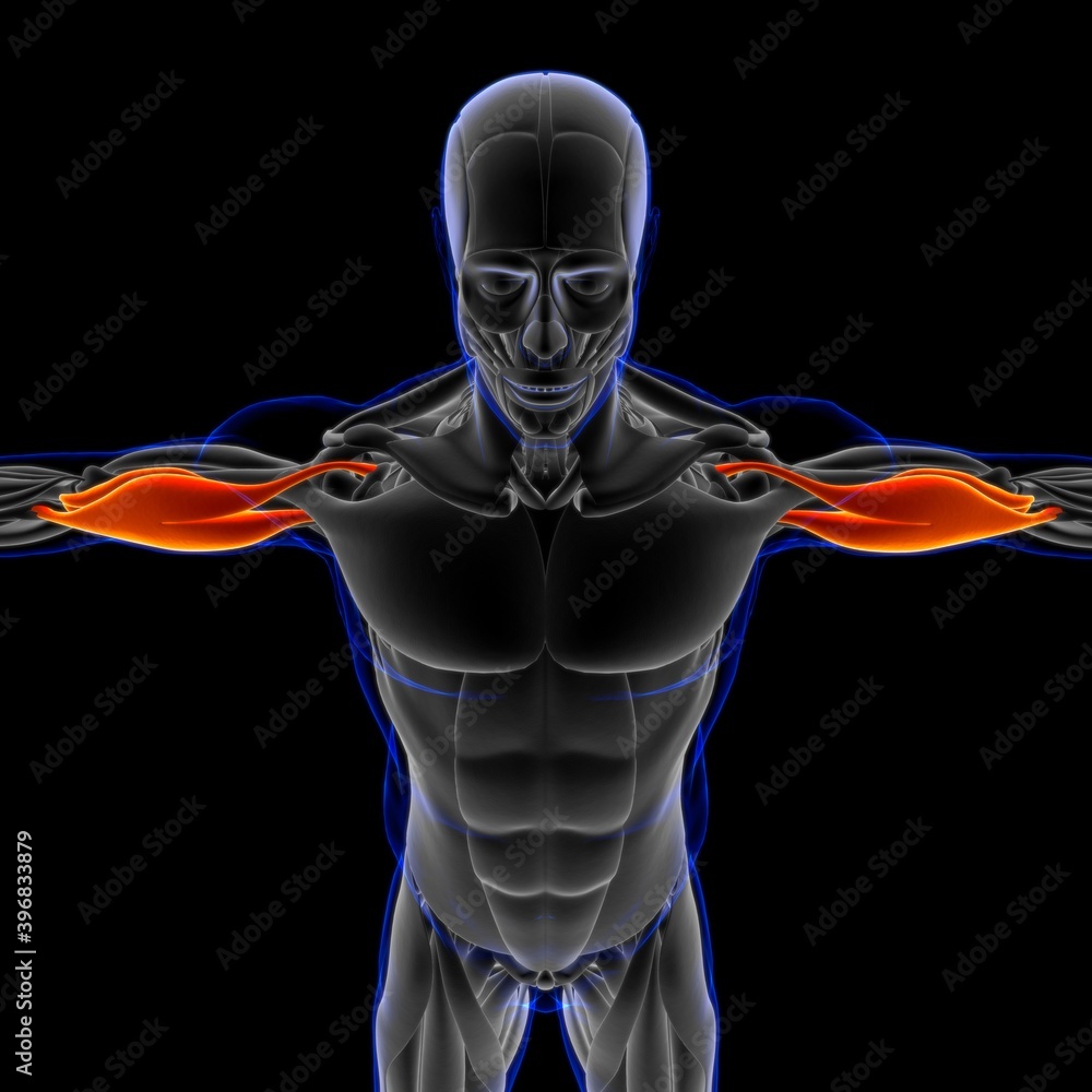 Biceps Brachii Muscle Anatomy For Medical Concept 3D Illustration Stock ...