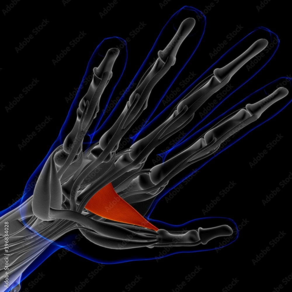 Adductor Pollicis Muscle Anatomy For Medical Concept 3D Illustration ...