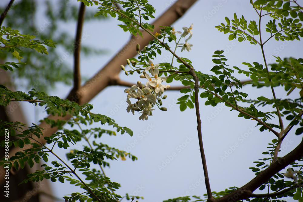 Fotografia do Stock: Moringa oleifera is a fast-growing, drought ...