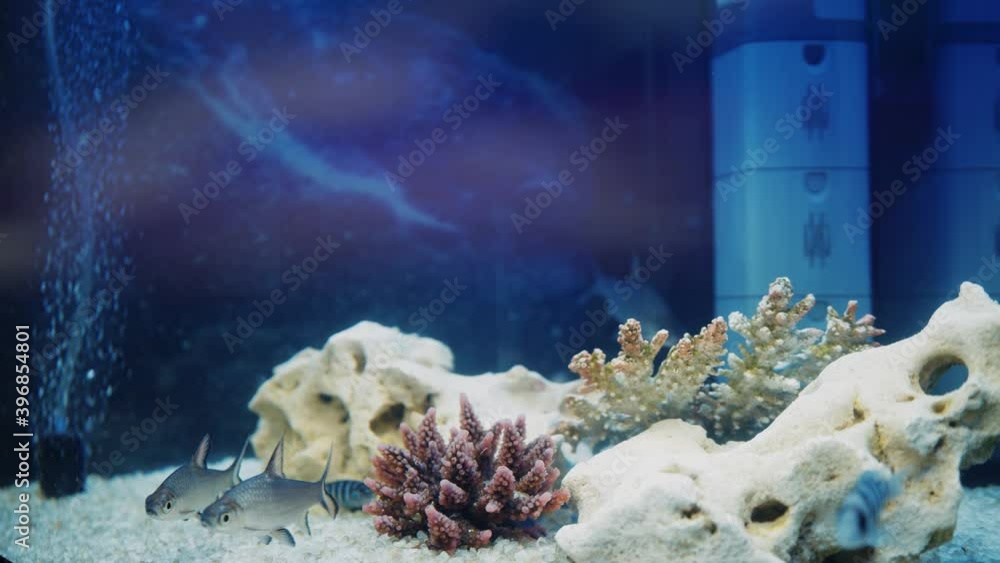 Vidéo Stock Beautiful freshwater aquarium with white ground and ...