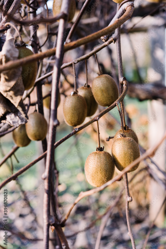 Ripe kiwi fruit growing on a kiwi vine with brown leaves in fall winter ...