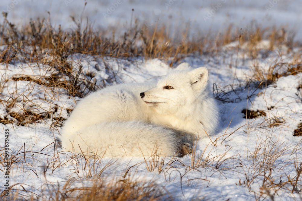 Arctic fox (Vulpes Lagopus) in wilde tundra. Arctic fox lying. Sleeping ...