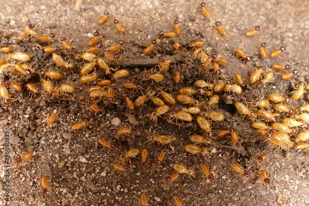 A group of termites have formed a highway from a feeding ground to ...