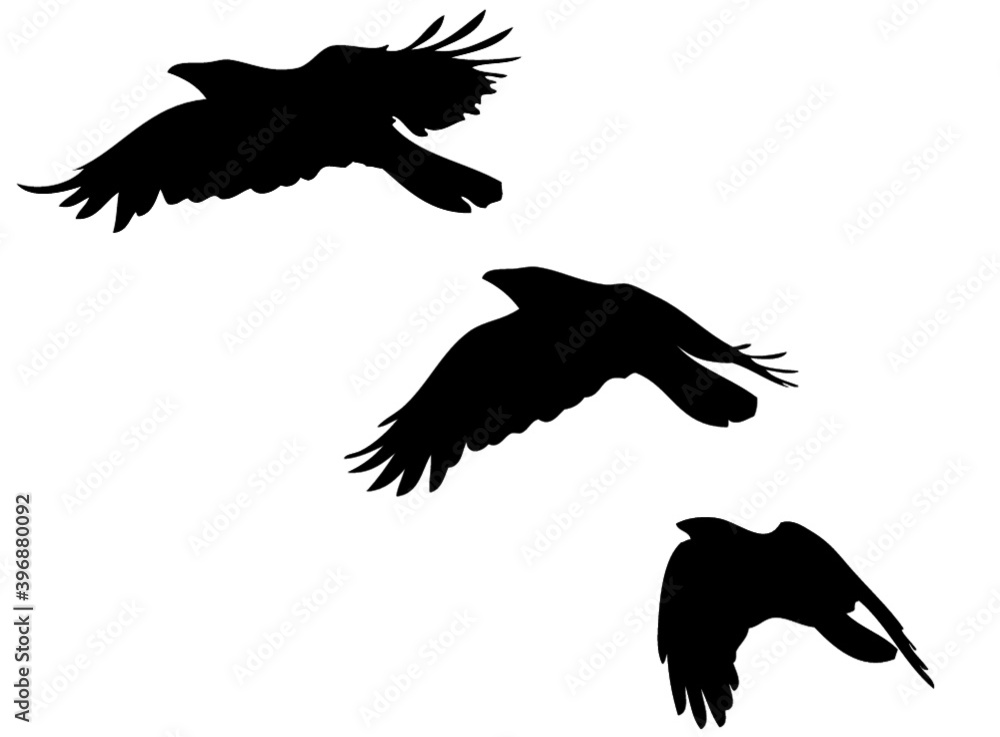 Flying Crow - three stages of flight Stock Vector | Adobe Stock