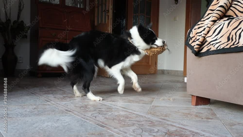 Funny Border Collie Plays with its Toy in Living Room. Crazy Black and ...