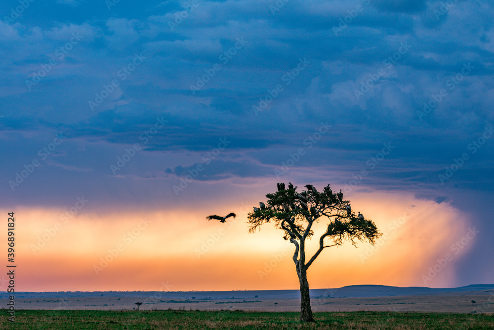 Kenyan Sunset Landscape Savanna Grassland Wilderness Maasai Mara ...