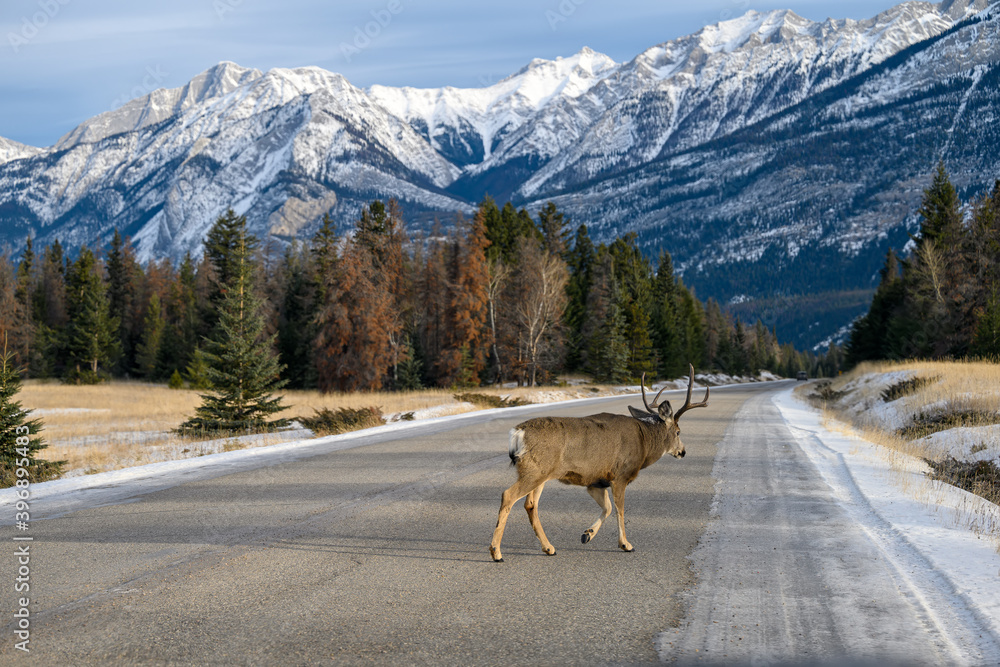Mule deer (Odocoileus hemionus) buck crossing the road Stock Photo ...