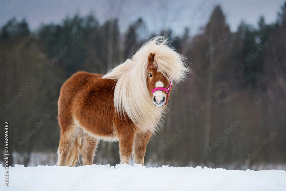 Beautiful miniature shetland breed pony stallion with long white mane ...