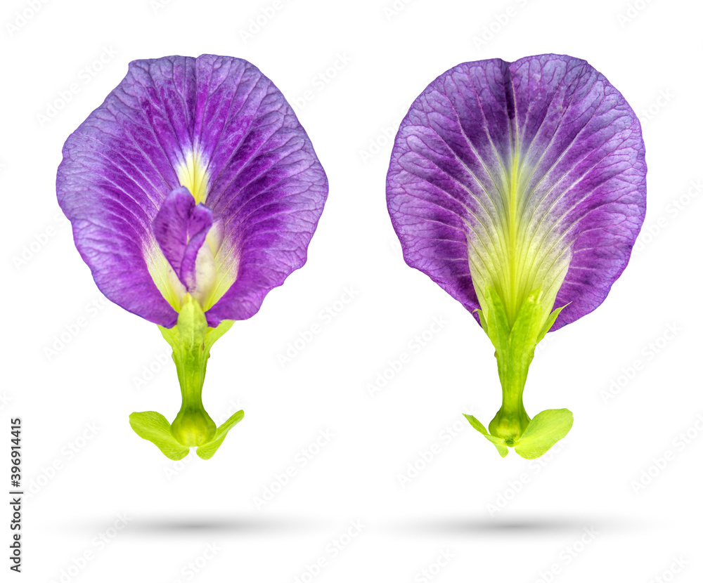 Front and back of Purple Butterfly pea, Purple pea, Asian pigeonwings ...