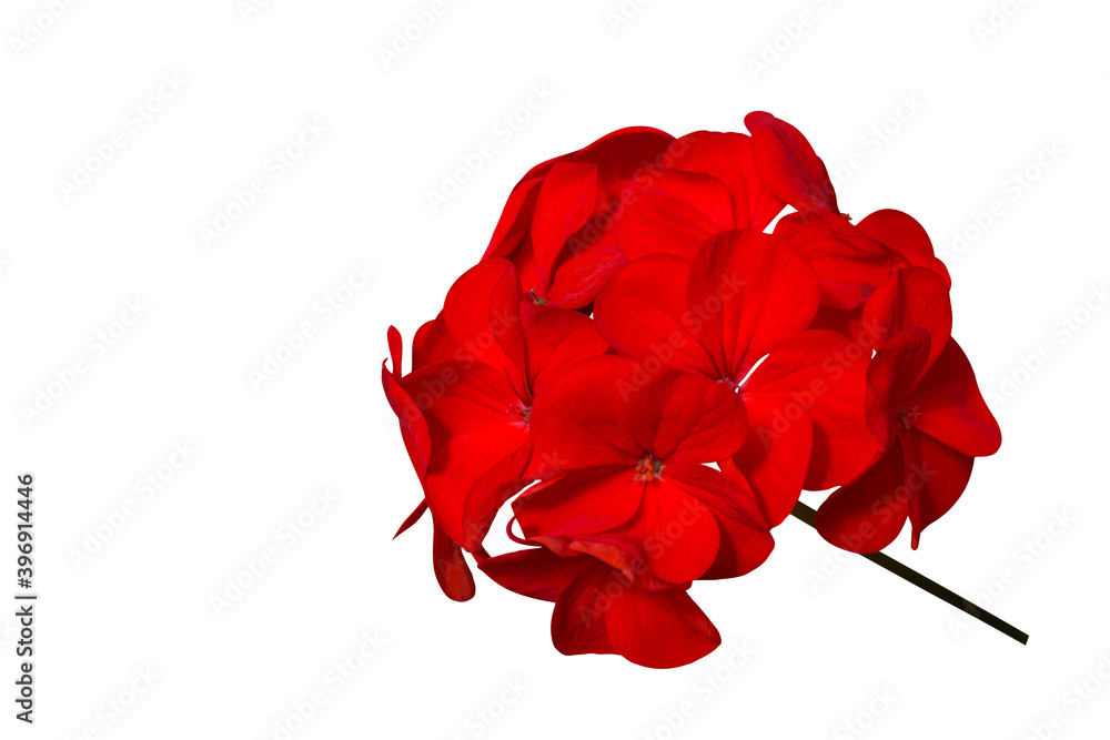 Red flower of Geranium, Pelargonium hortorum Bail (Geraniaceae ...