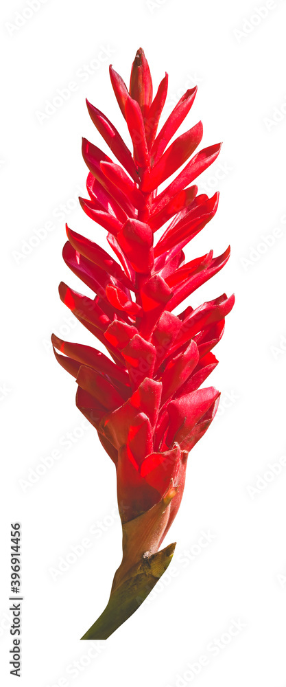 Red flower of Red ginger isolated on white background with clipping ...