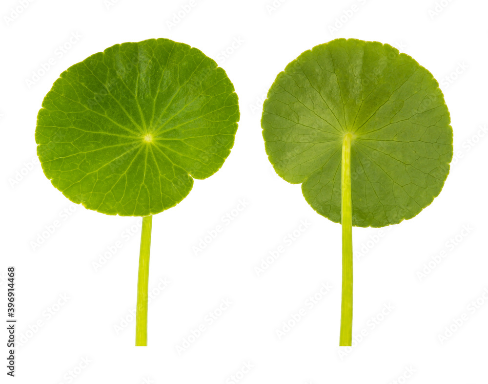 Gotu Kola, Centella Asiatica, Asiatic Pennywort, Hydrocotyle, Tiger ...
