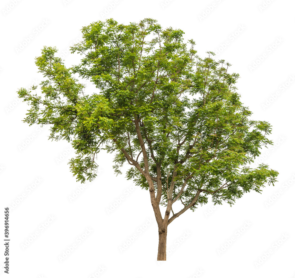 The Neem tree, Nim, Margosa, Quinine, Holy tree, Indian margosa tree ...