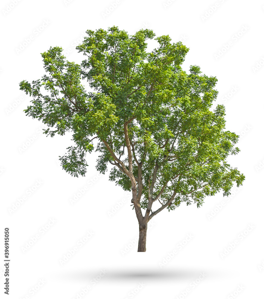 The Neem tree, Nim, Margosa, Quinine, Holy tree, Indian margosa tree ...