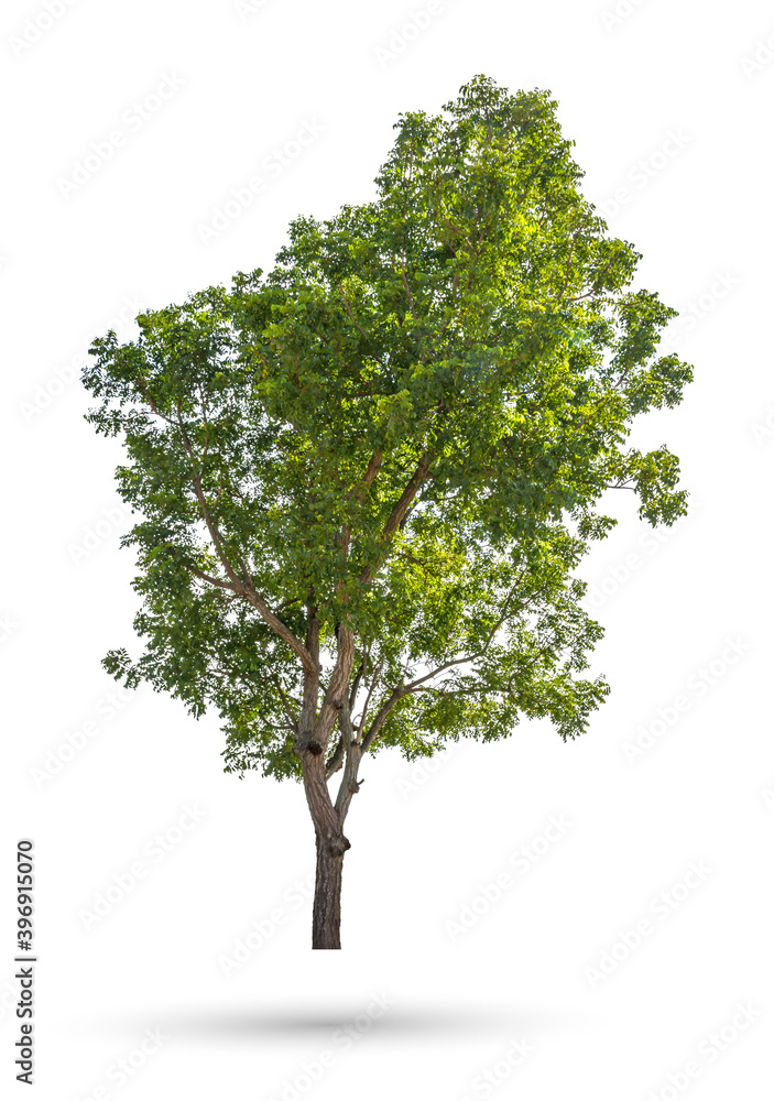 The Neem tree, Nim, Margosa, Quinine, Holy tree, Indian margosa tree ...