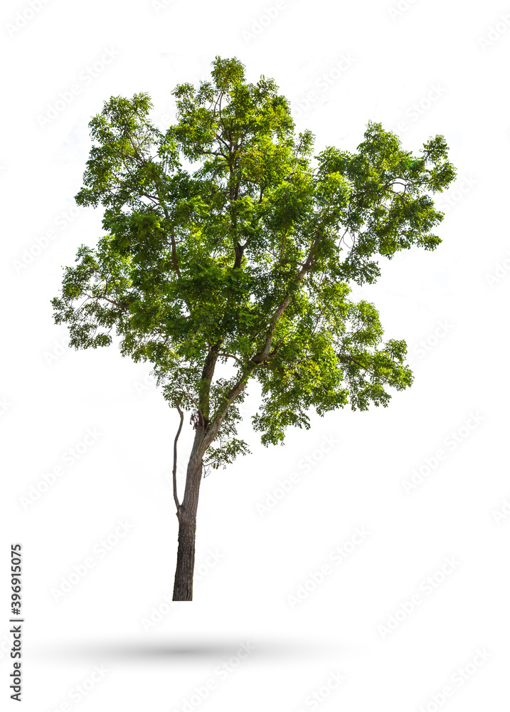 The Neem tree, Nim, Margosa, Quinine, Holy tree, Indian margosa tree ...