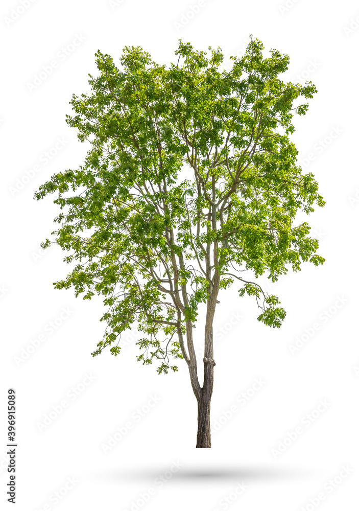The Neem tree, Nim, Margosa, Quinine, Holy tree, Indian margosa tree ...