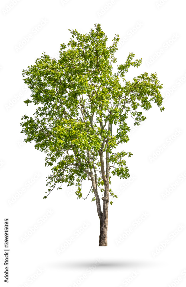 The Neem tree, Nim, Margosa, Quinine, Holy tree, Indian margosa tree ...