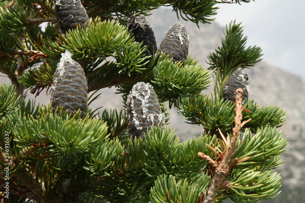 Subalpine Fir (Abies lasiocarpa) blue cones with pitch on a tree in ...