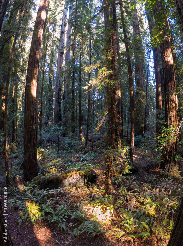 Massive Redwood trees, Sequoia sempervirens, grow in a shadowed forest ...