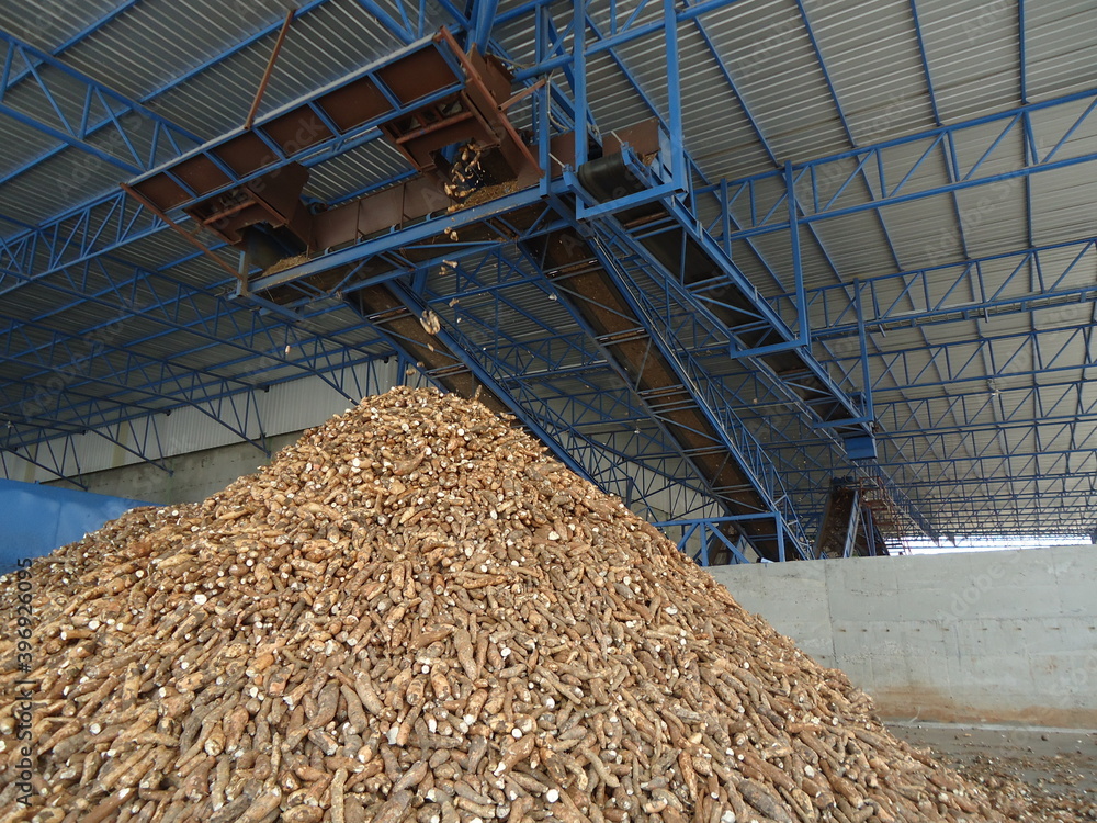 Cassava factories processed and sold to ethanol factories and livestock ...