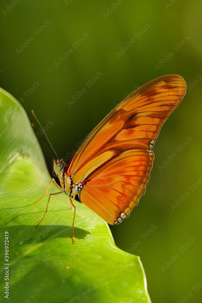Julia Schmetterling (Dryas julia) tropischer Falter sitzt auf grünem ...
