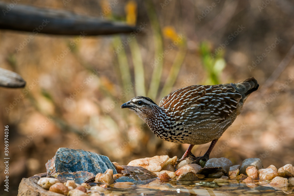 Foto de Crested Francolin drinking at waterhole in Kruger National park ...