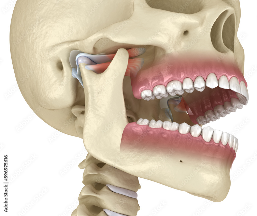 TMJ: The temporomandibular joints. Healthy occlusion anatomy. Medically ...