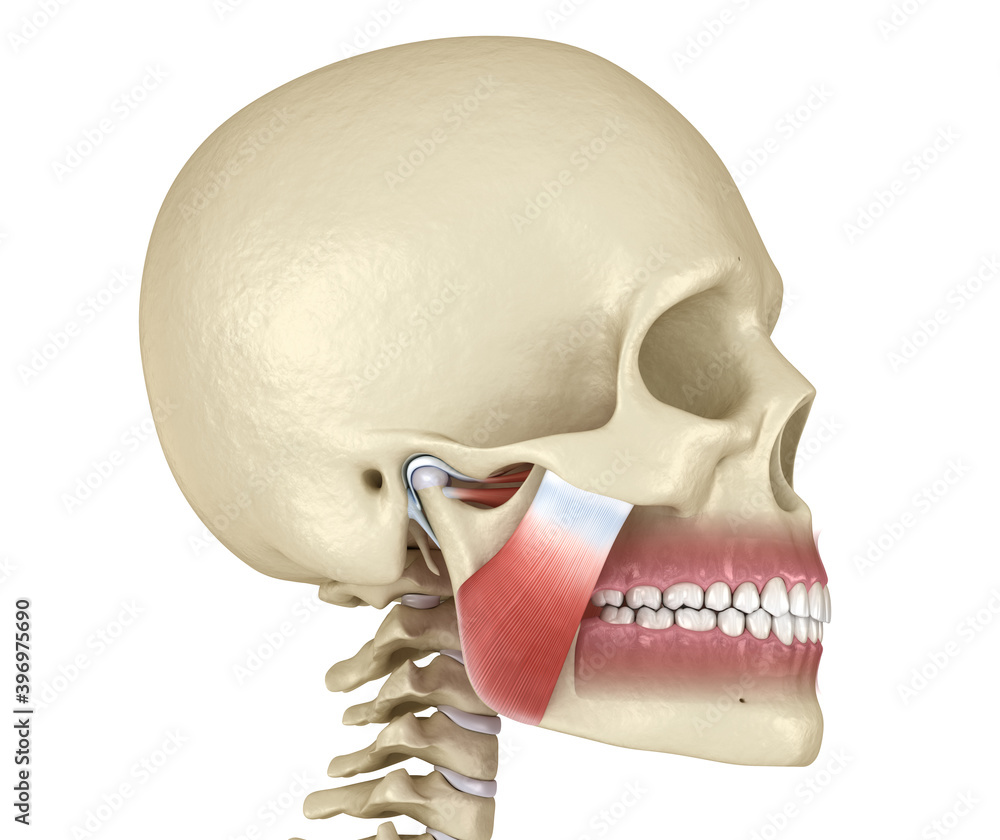 TMJ: The temporomandibular joints and muscles. Medically accurate 3D ...
