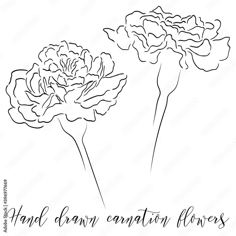 Hand drawn carnation flower line art vector Stock Vector | Adobe Stock