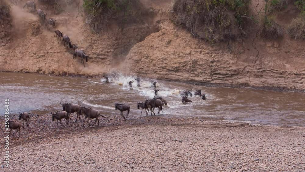 Wildebeest cross a river by jumping off a cliff, Africa, Kenya ...