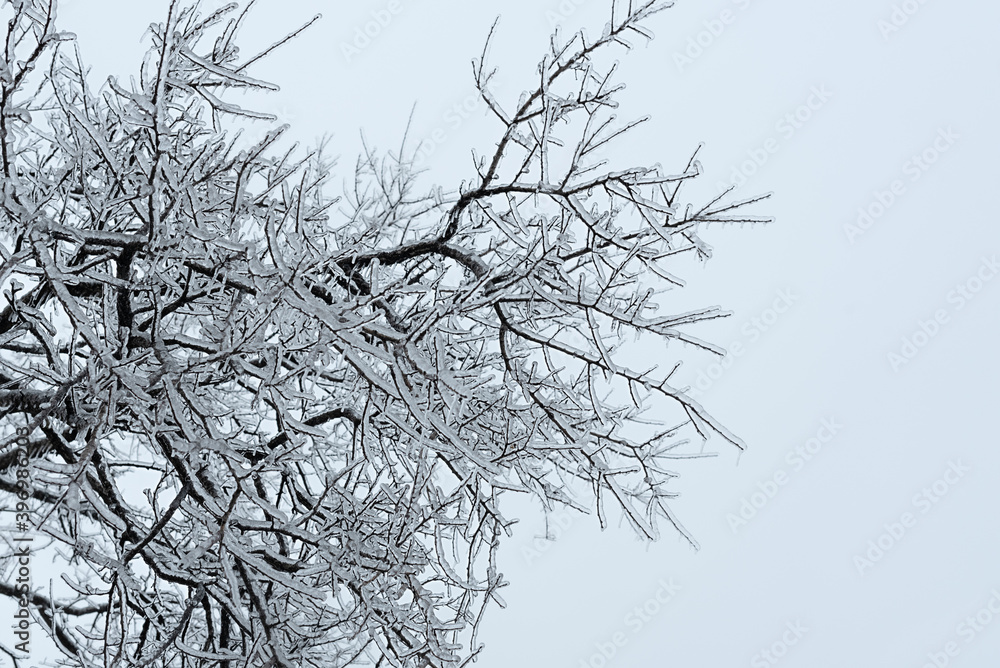 Branches covered with ice after freezing rain. Sparkling ice covered ...
