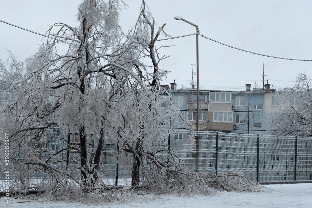 Trees covered with ice after freezing rain in Vladivostok, Russia ...