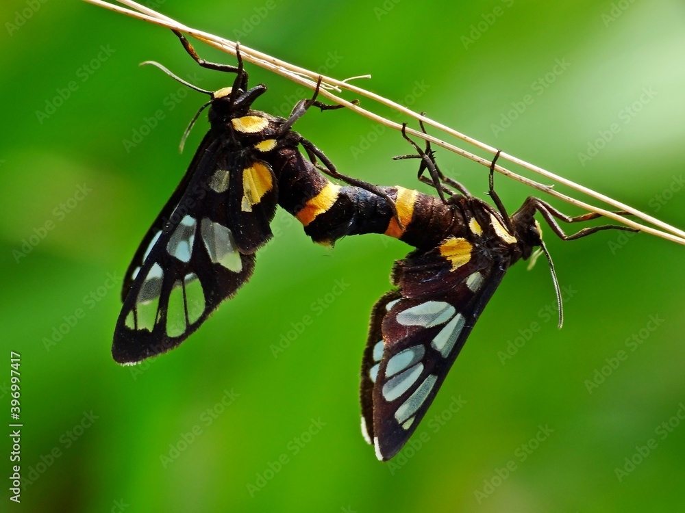 Insects reproduce through physiological processes involving the ...