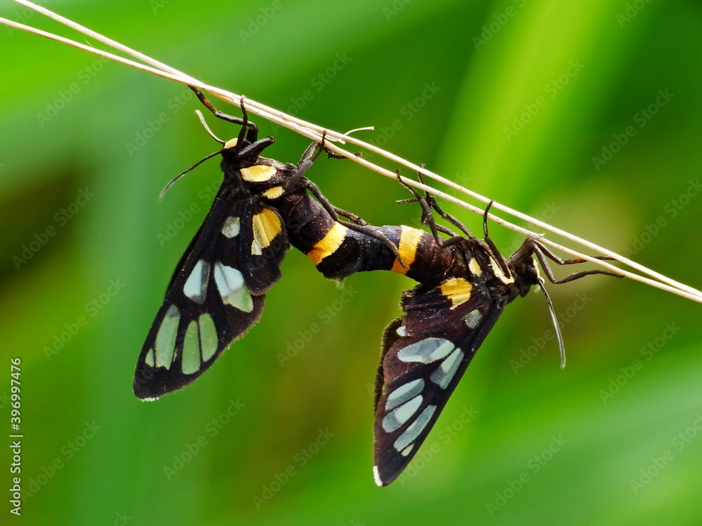 Insects reproduce through physiological processes involving the ...