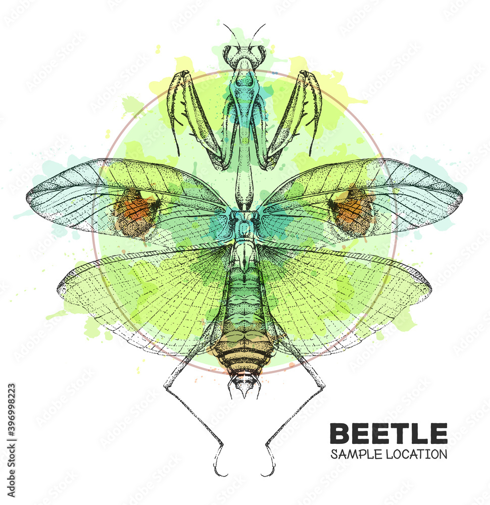 Realistic hand drawing praying mantis on watercolor background ...