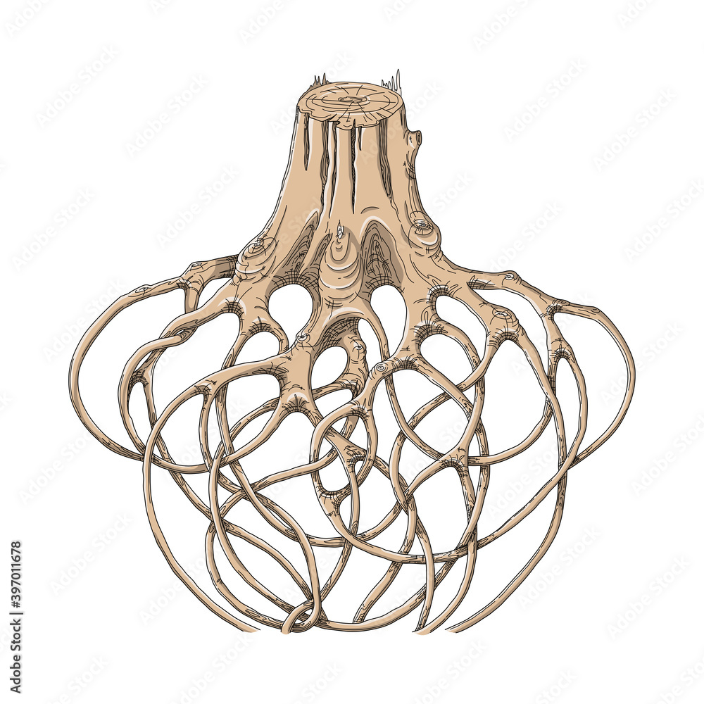 Tree Drawing With Color And Roots