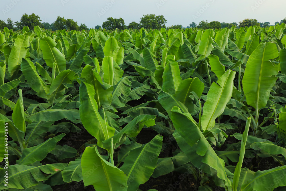 Banana plantation. Banana Farm. Young banana plants in a rural farm in ...