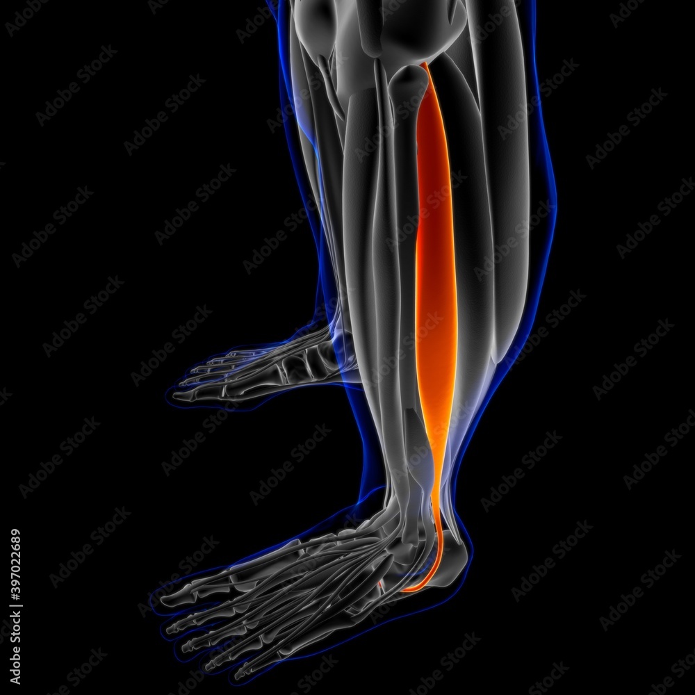 Peroneus longus Muscle Anatomy For Medical Concept 3D Illustration ...