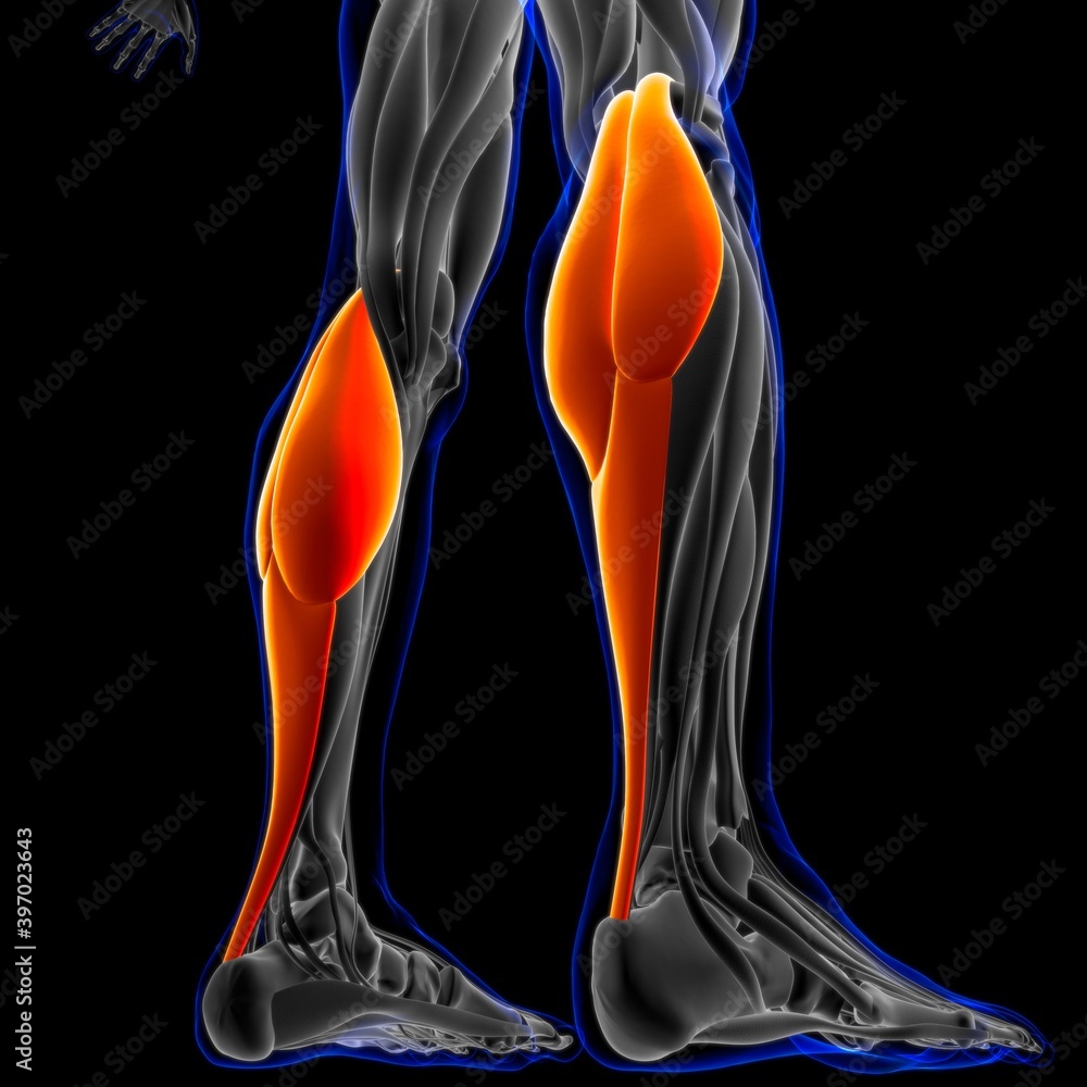 Gastrocnemius Muscle Anatomy For Medical Concept 3D Illustration Stock ...