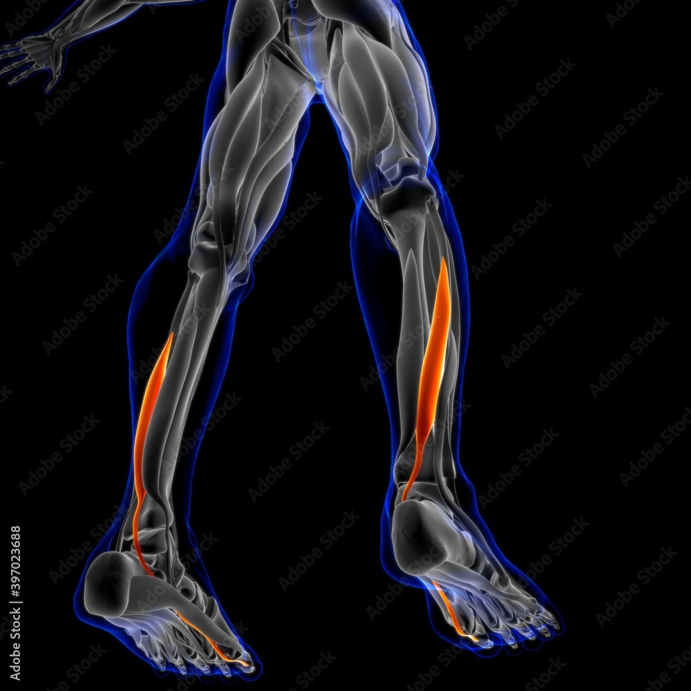 Flexor Hallucis Longus Muscle Anatomy For Medical Concept 3D ...