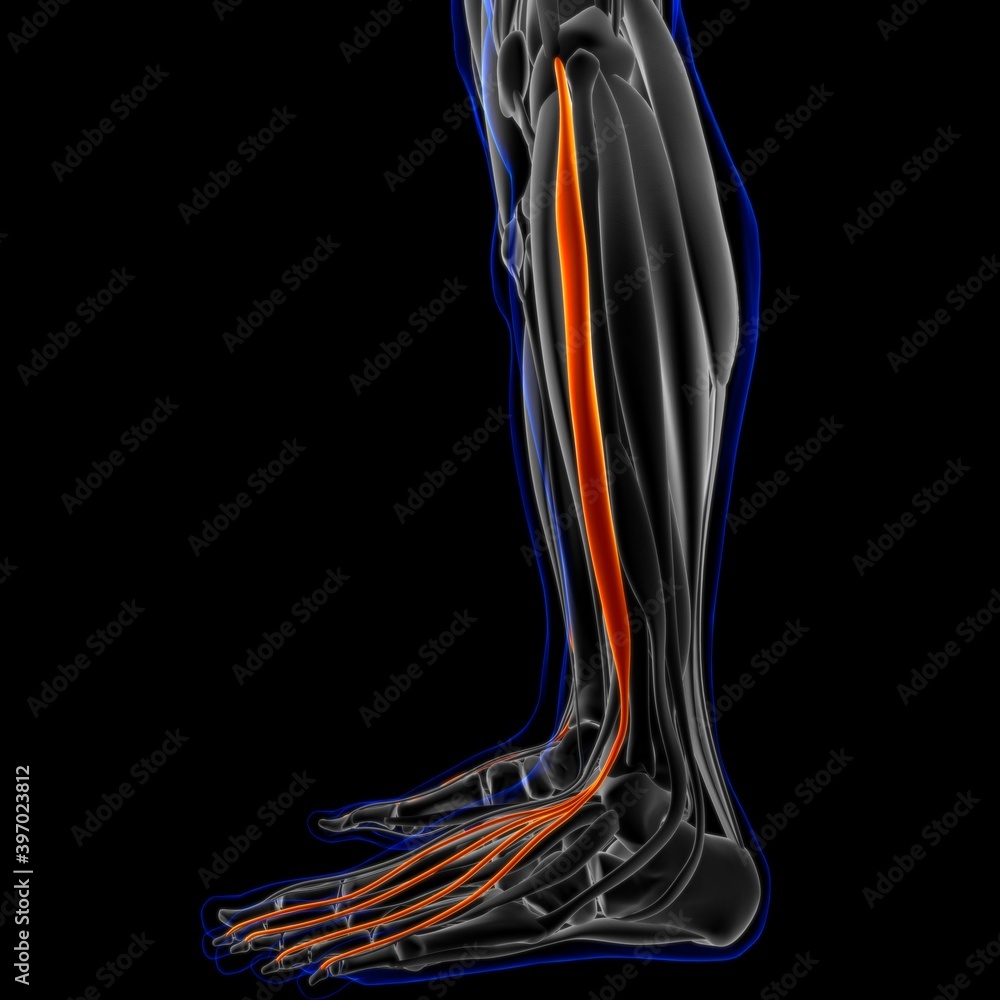 Extensor Digitorum Longus_Muscle Anatomy For Medical Concept 3D ...