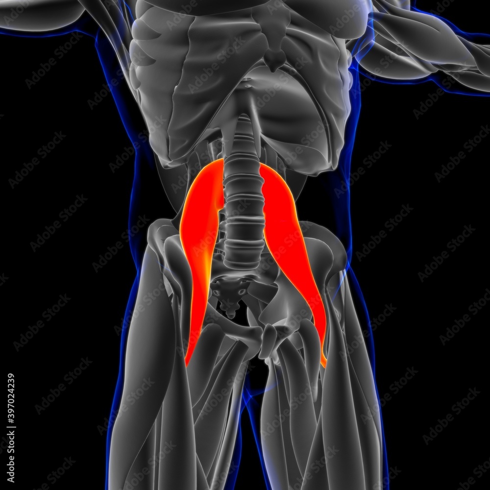 Psoas Major Muscle Anatomy For Medical Concept 3D Illustration Stock ...