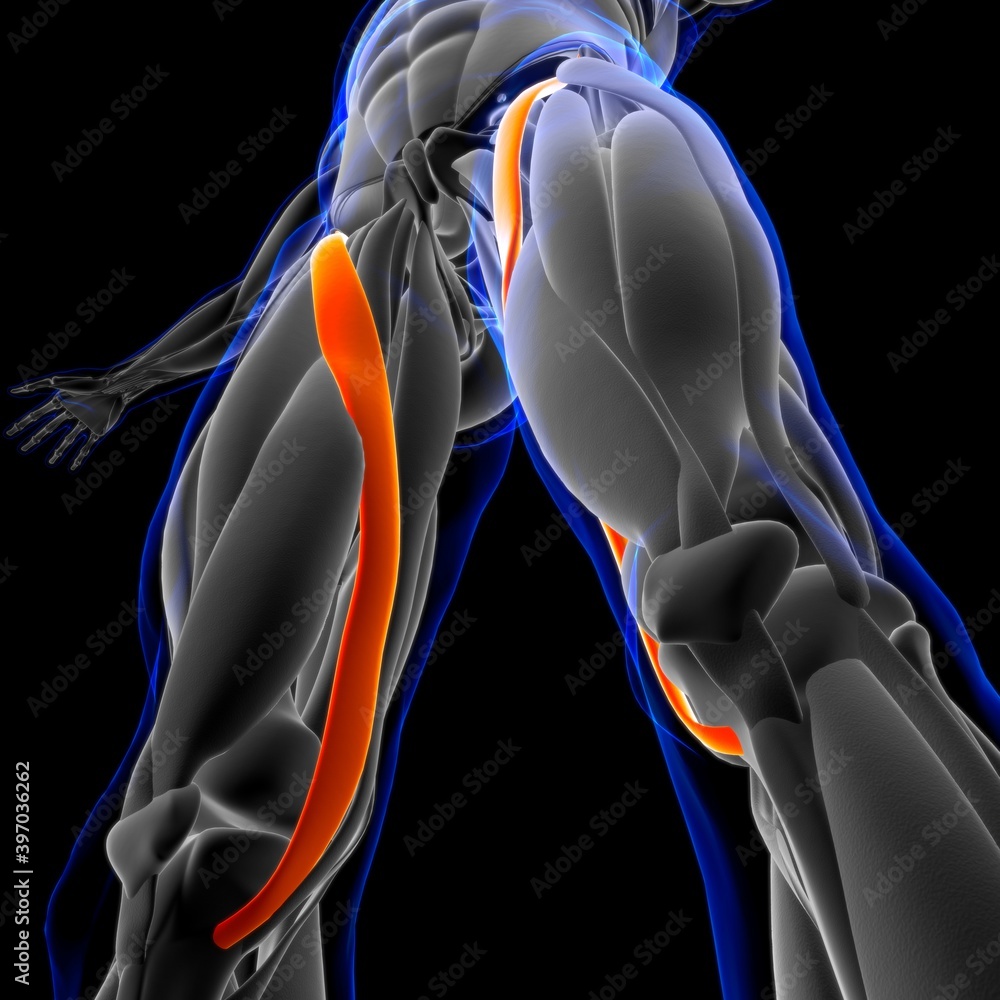 Sartorius Muscle Anatomy For Medical Concept 3D Illustration Stock ...