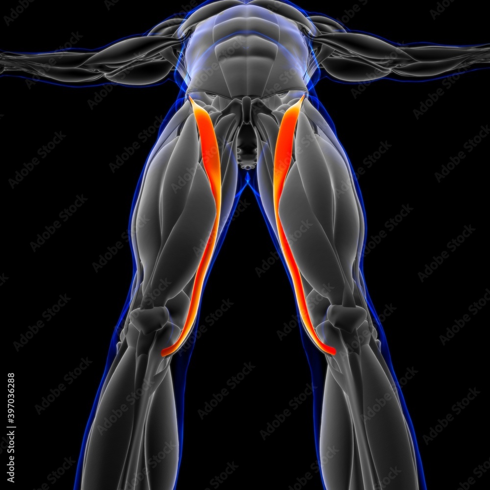 Sartorius Muscle Anatomy For Medical Concept 3D Illustration Stock ...
